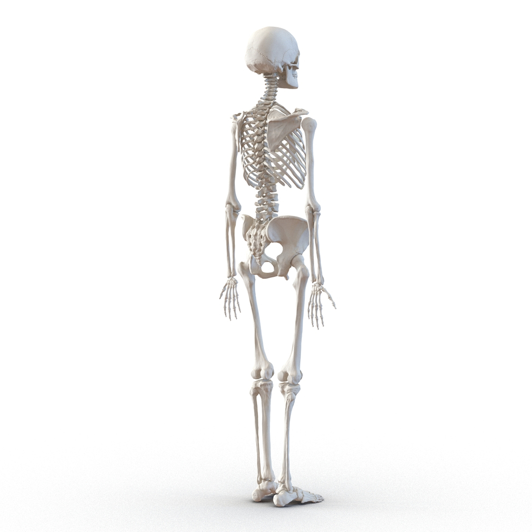 ma human female skeleton rigged