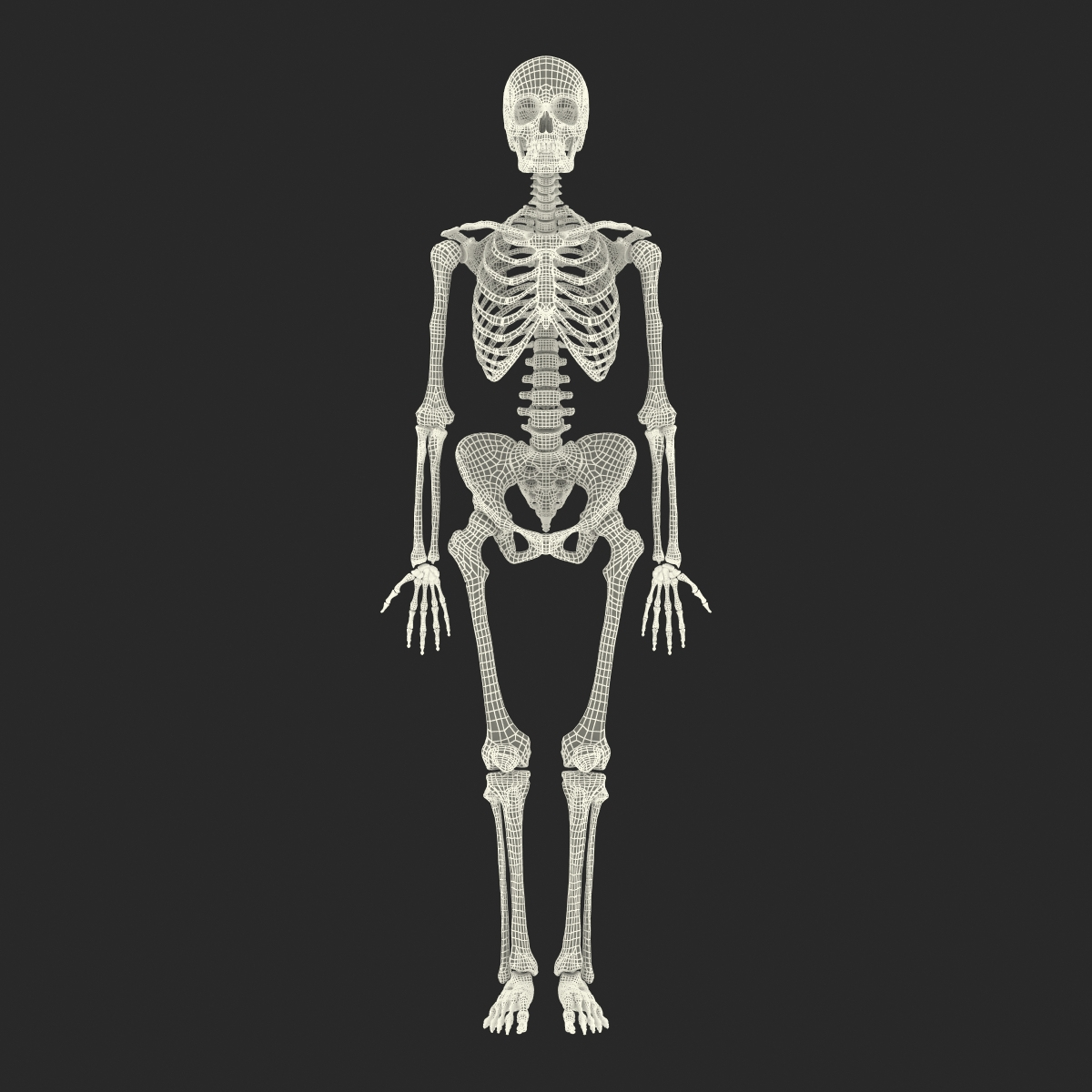 ma human female skeleton rigged