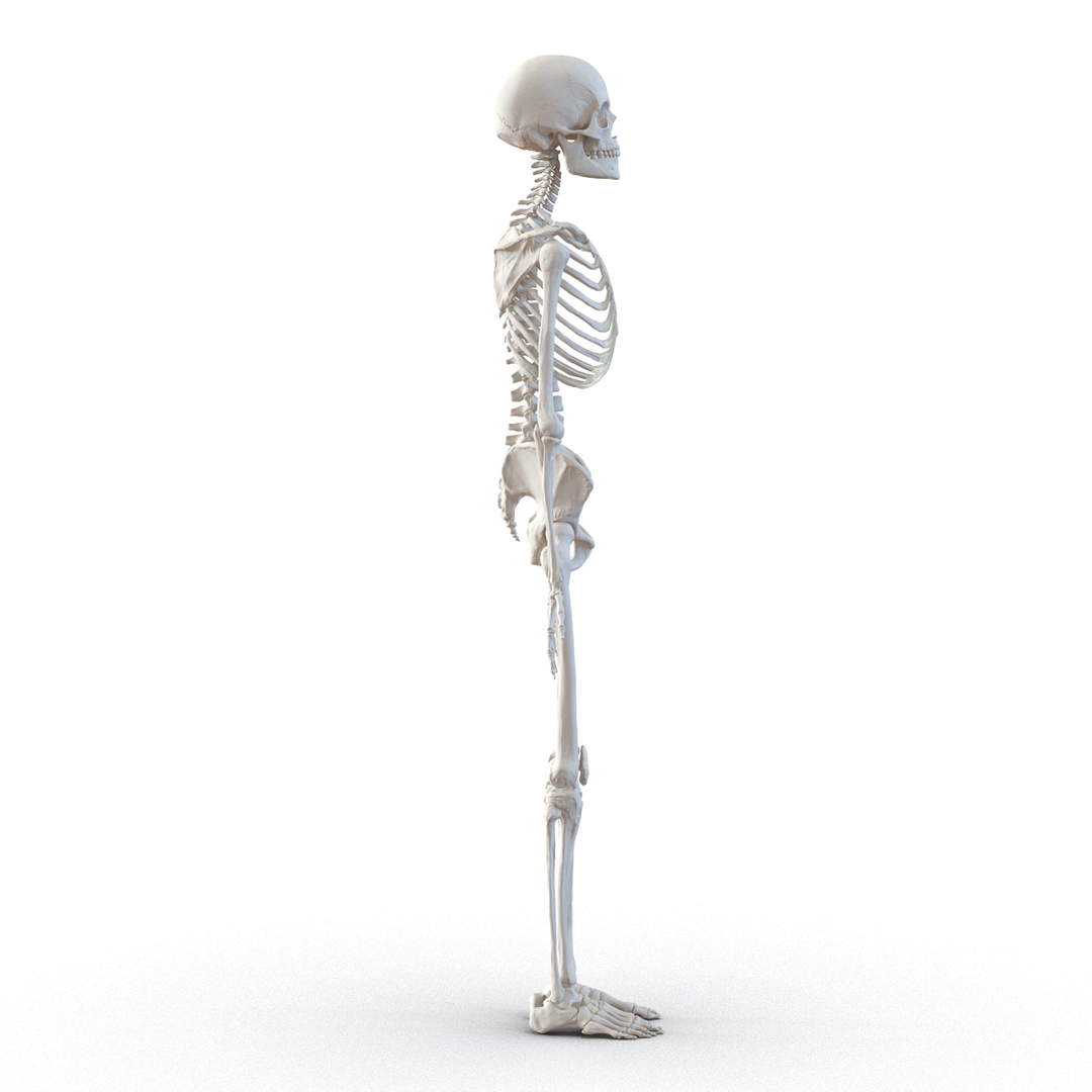 ma human female skeleton rigged