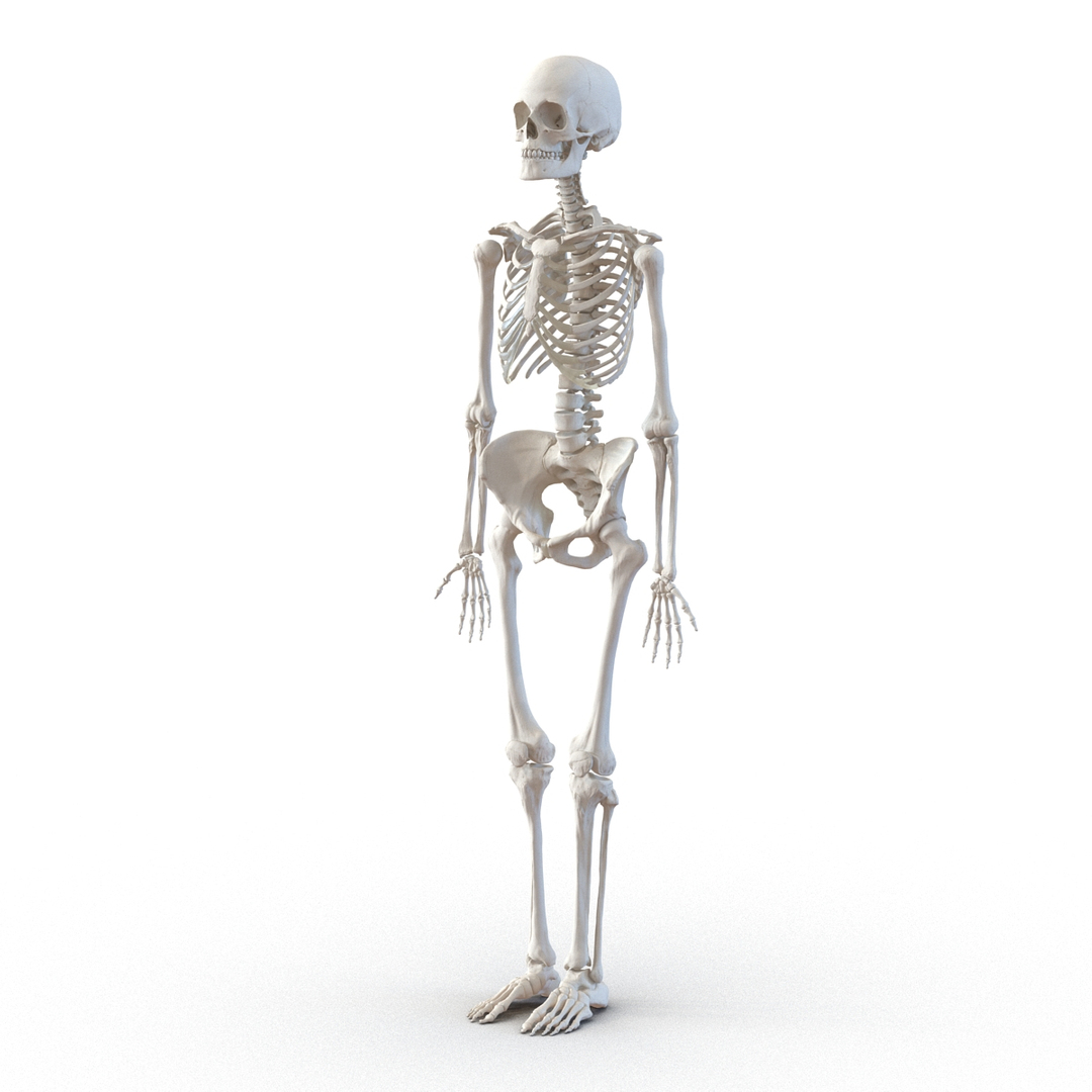 ma human female skeleton rigged