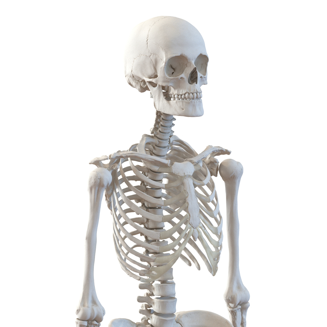 ma human female skeleton rigged