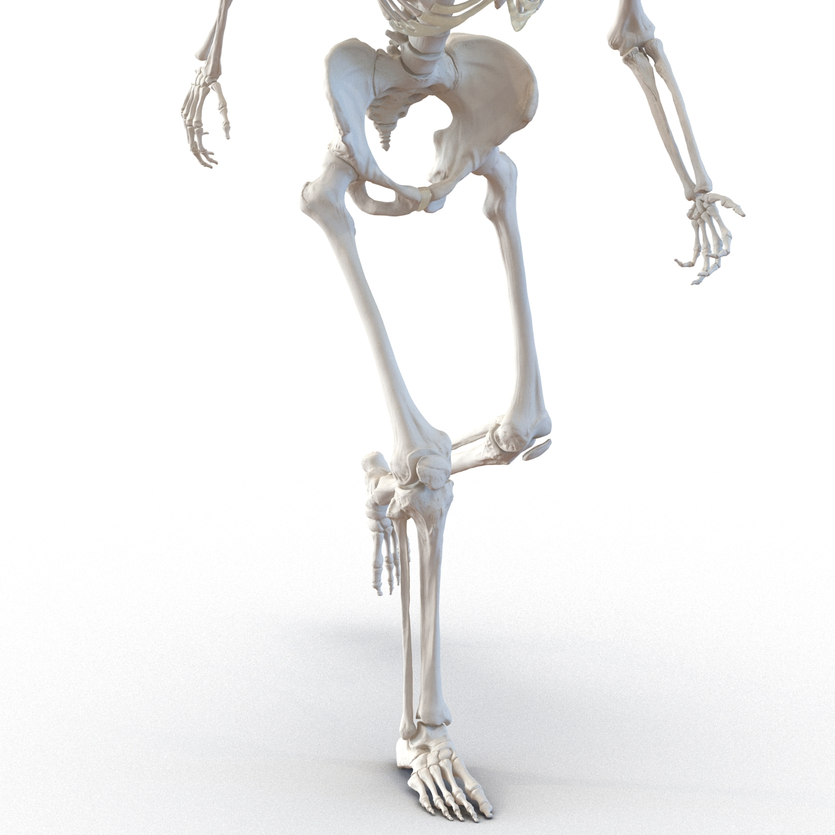 ma human female skeleton rigged