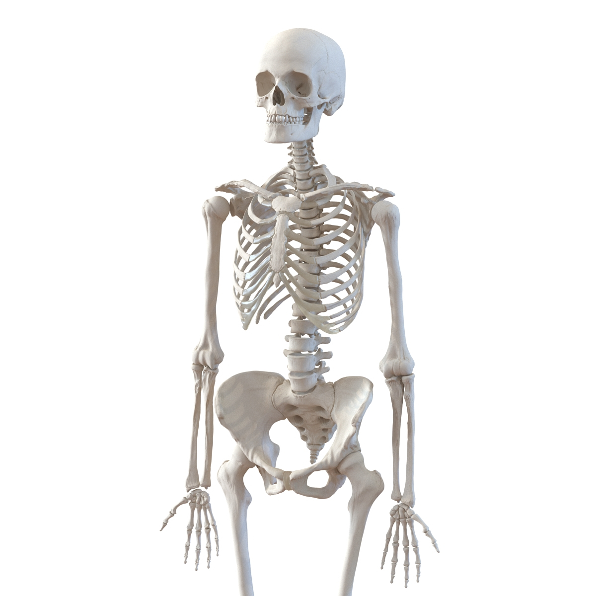 ma human female skeleton rigged