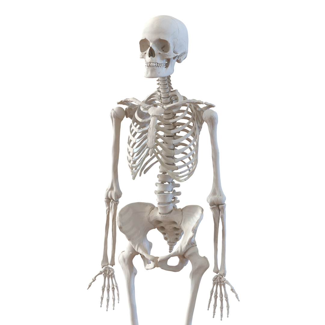 ma human female skeleton rigged