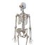 Ma Human Female Skeleton Rigged