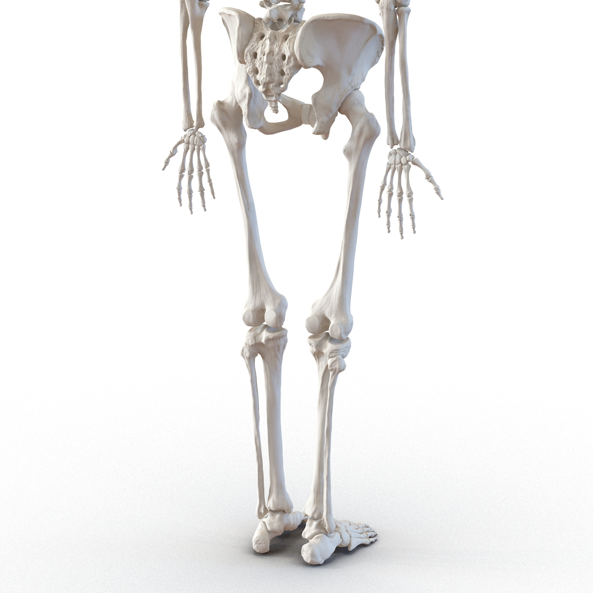 ma human female skeleton rigged