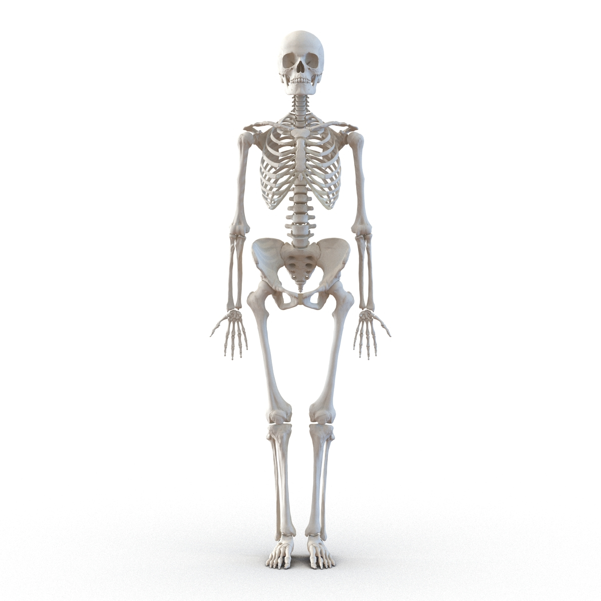 ma human female skeleton rigged