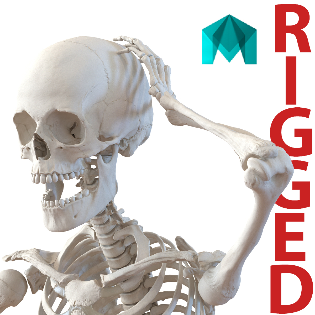 ma human female skeleton rigged