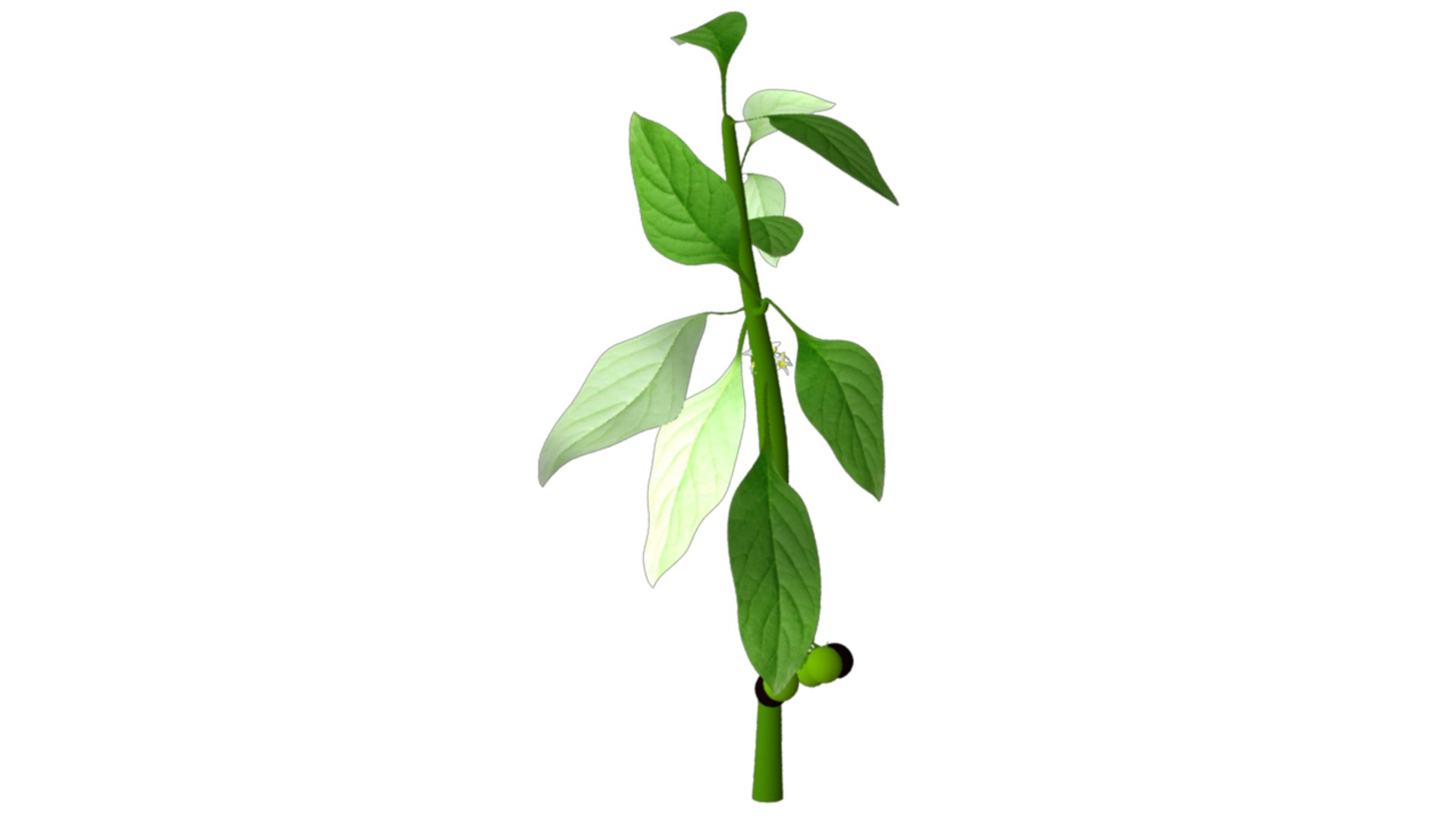 3d Model Solanum Nigrum Makoi Plant