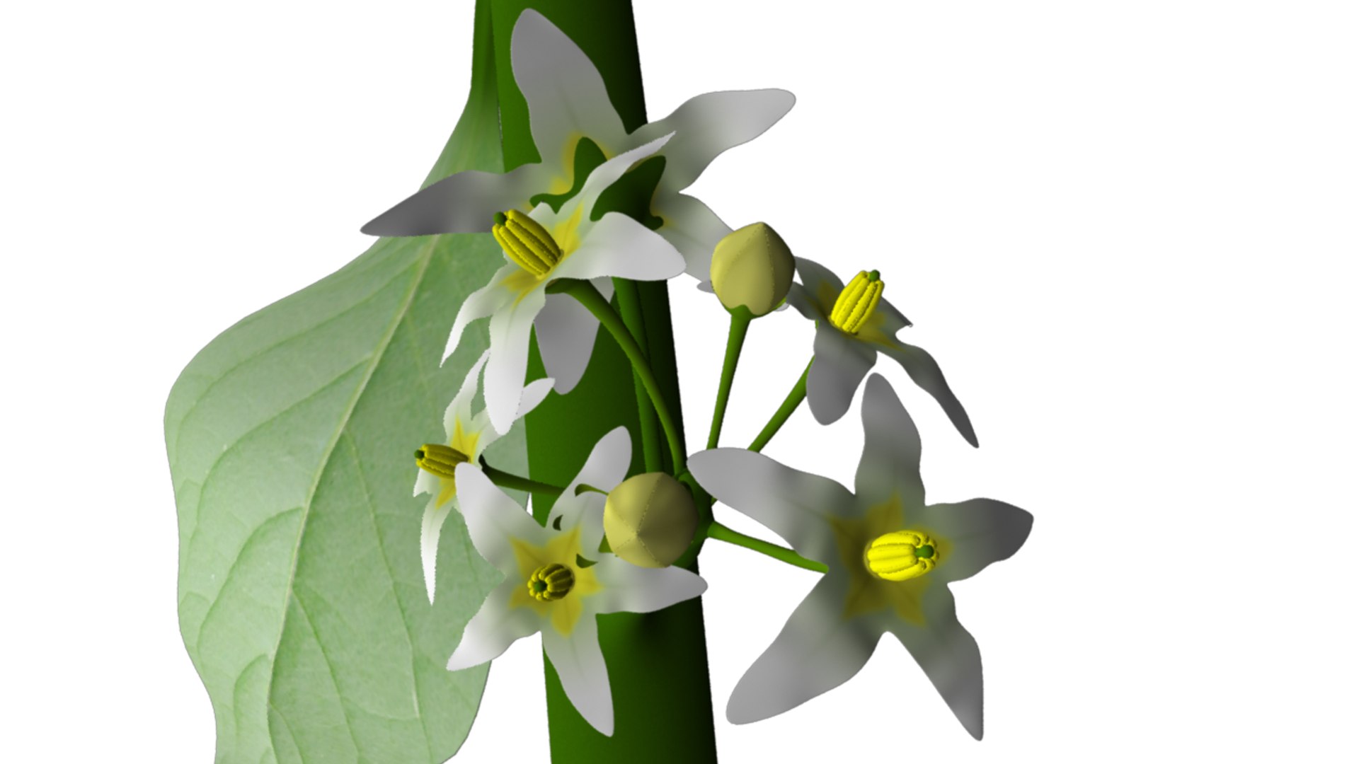 3d Model Solanum Nigrum Makoi Plant