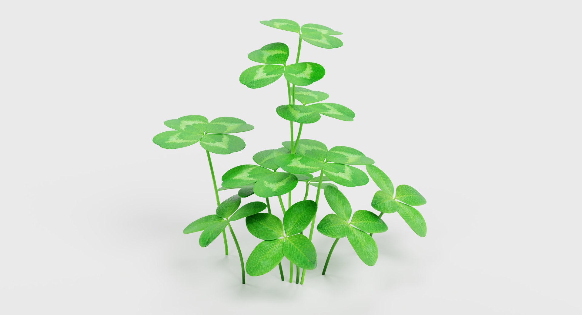 3D clover plant 4 - TurboSquid 1300470