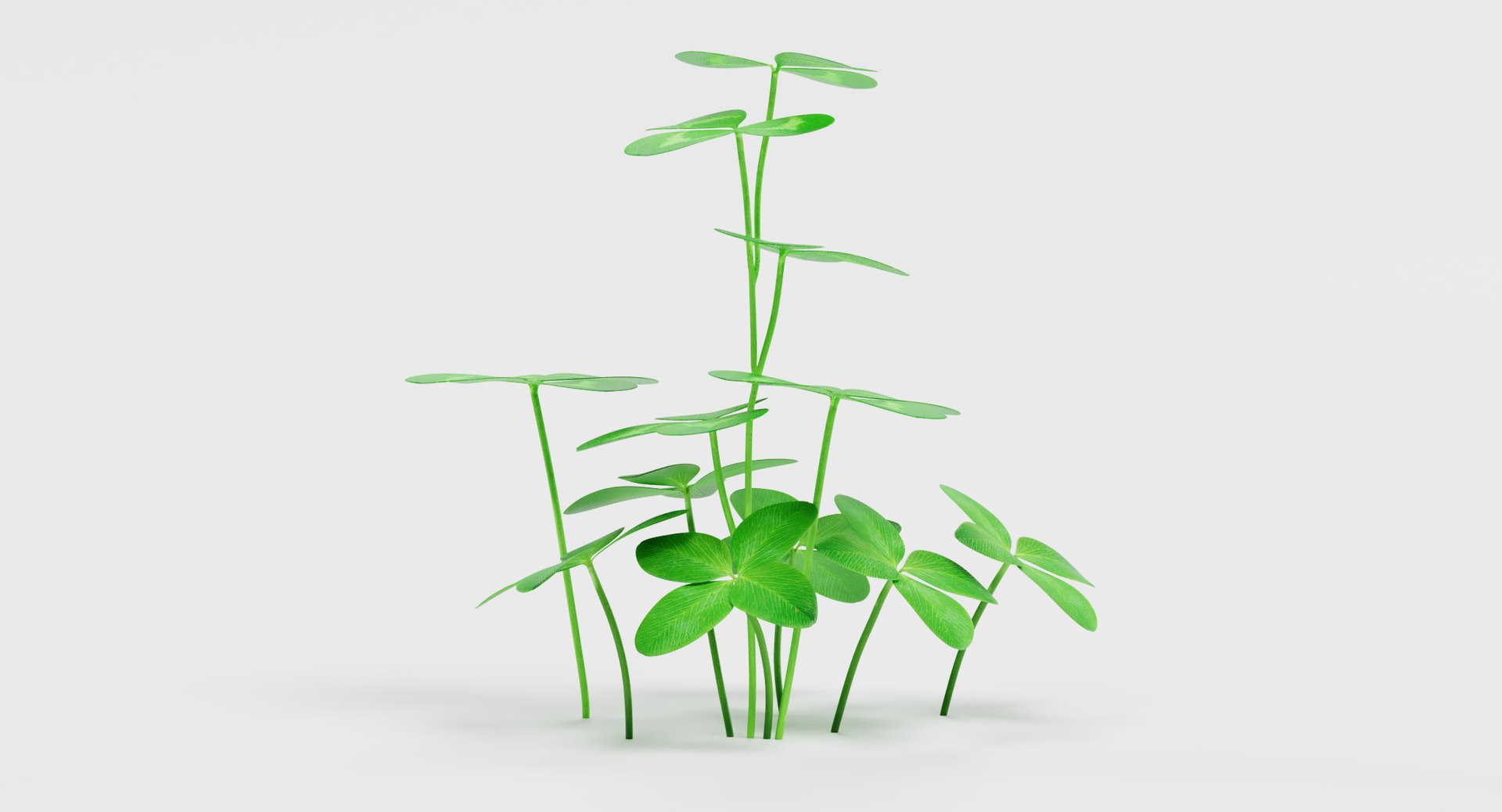 3D clover plant 4 - TurboSquid 1300470