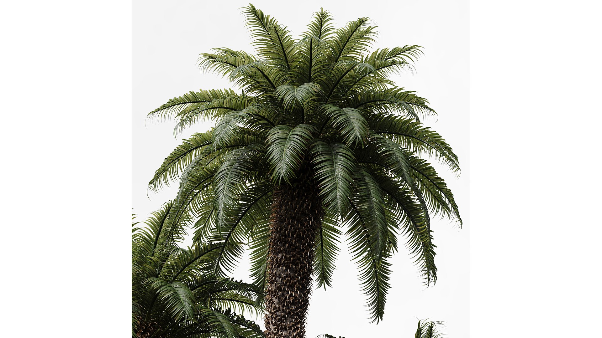 3D New Plant High Detail Cycas Revoluta Palmfarn - TurboSquid 2237175