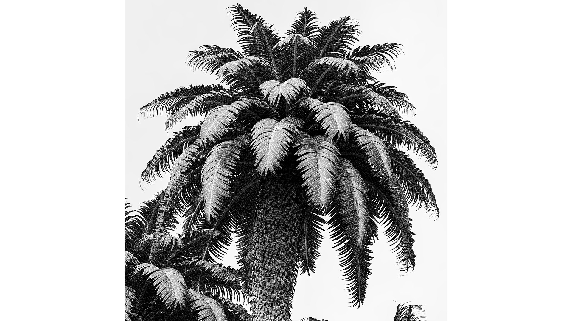 3D New Plant High Detail Cycas Revoluta Palmfarn - TurboSquid 2237175