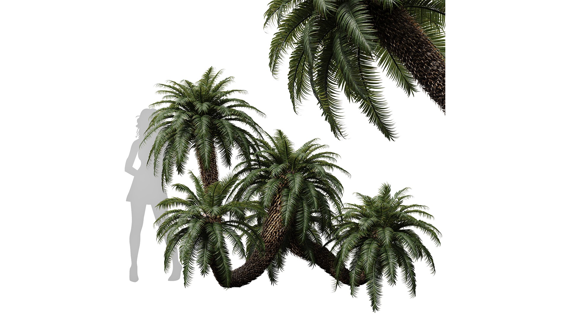 3D New Plant High Detail Cycas Revoluta Palmfarn - TurboSquid 2237175