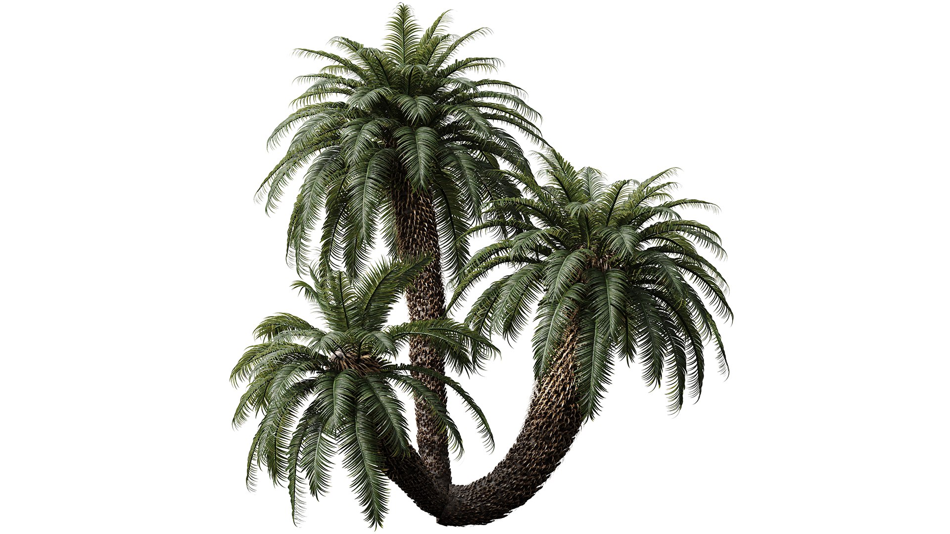 3D New Plant High Detail Cycas Revoluta Palmfarn - TurboSquid 2237175