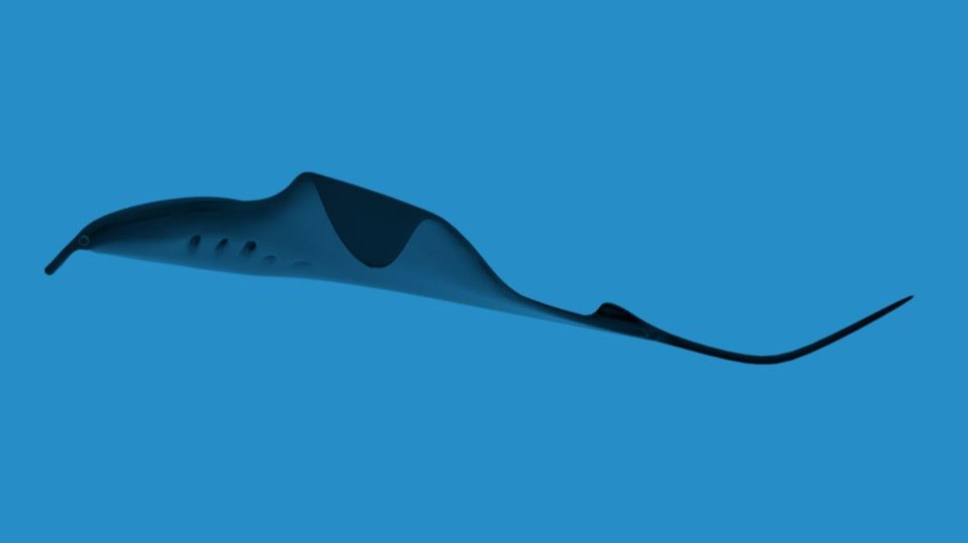 3D Model Stingray - TurboSquid 1791445