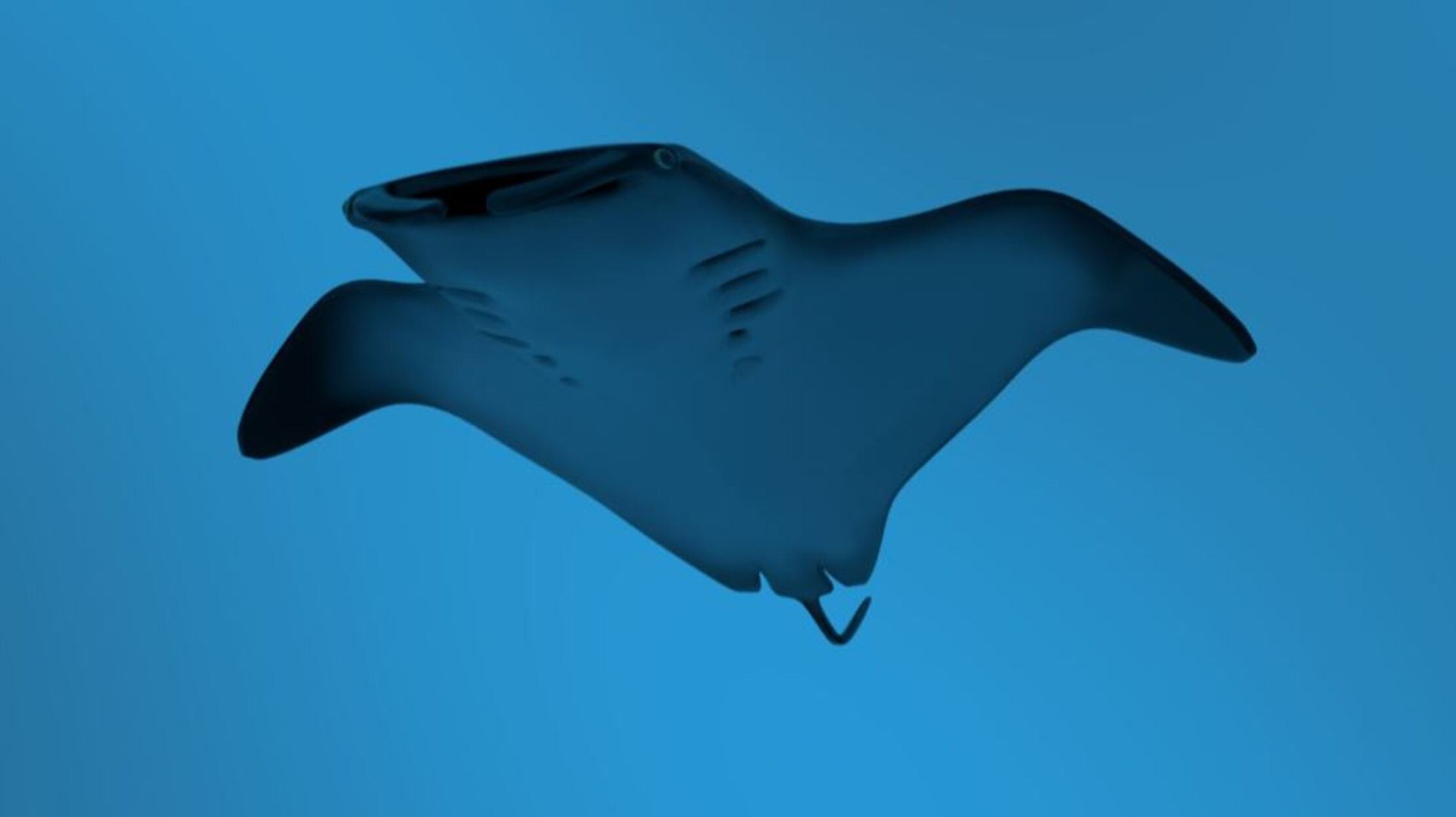 3D Model Stingray - TurboSquid 1791445