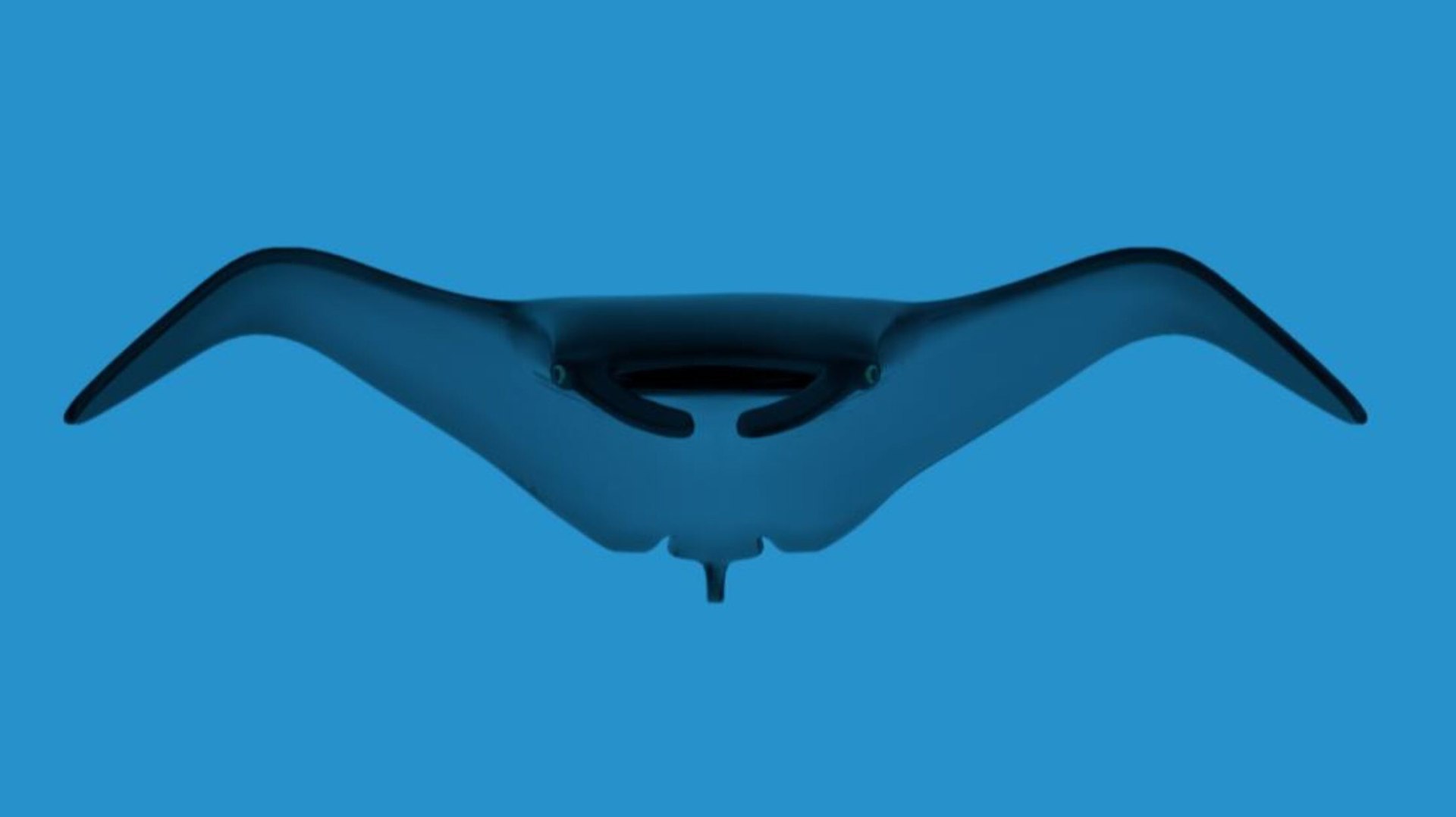 3D Model Stingray - TurboSquid 1791445