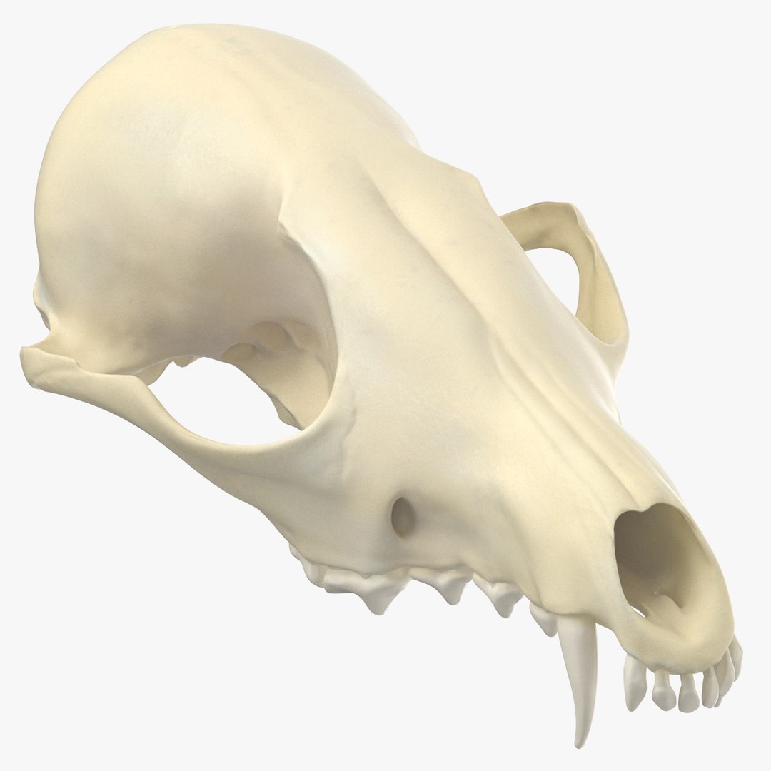 red fox skull