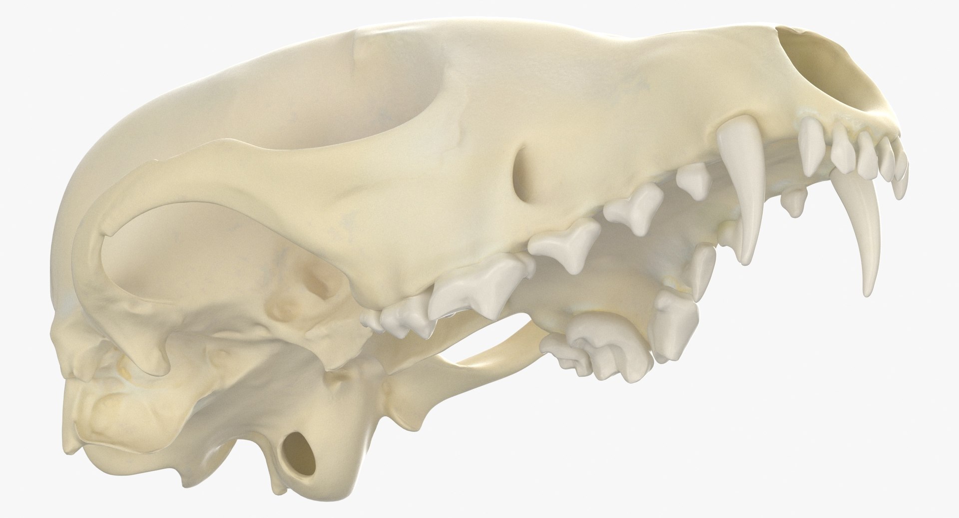 Red Fox Skull 01 3D - TurboSquid 1538885