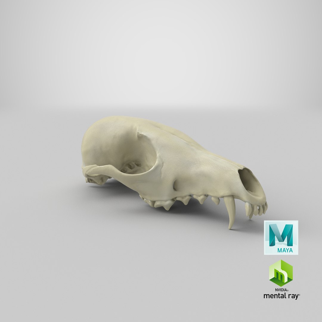 Red Fox Skull 01 3D - TurboSquid 1538885