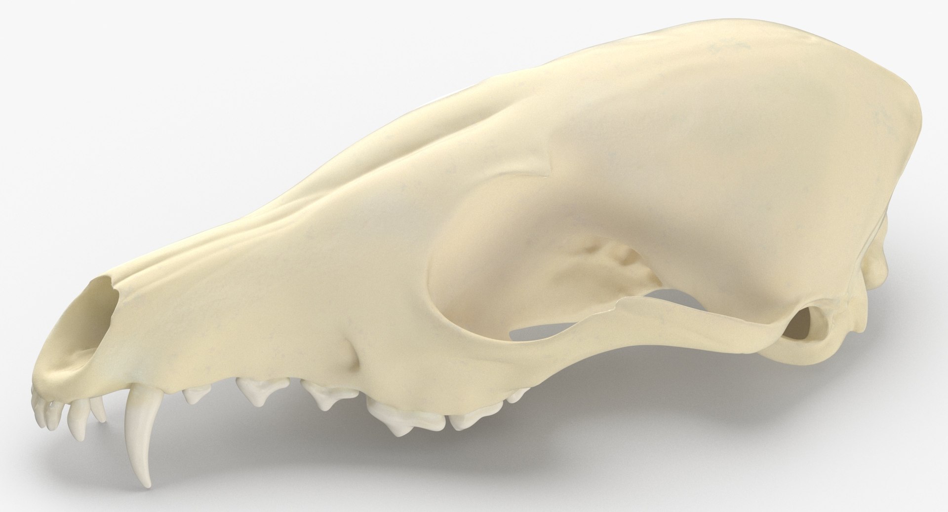 Red Fox Skull 01 3D - TurboSquid 1538885