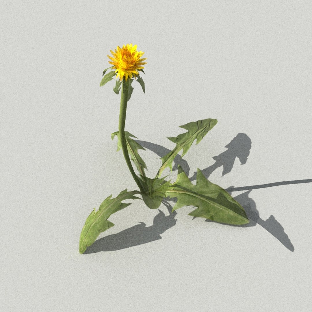 Dandelion 2014 2015 Obj
