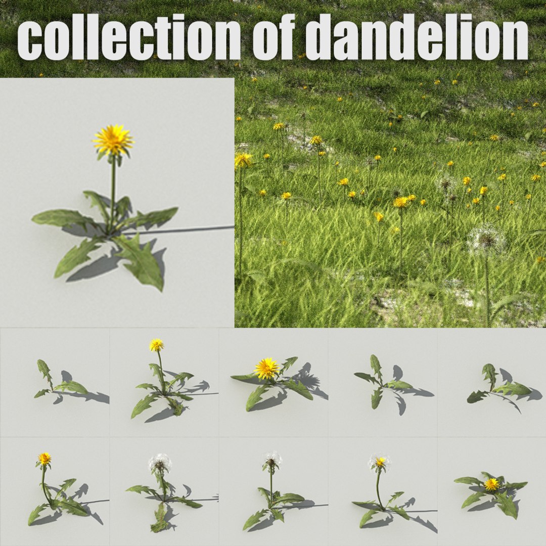 Dandelion 2014 2015 Obj