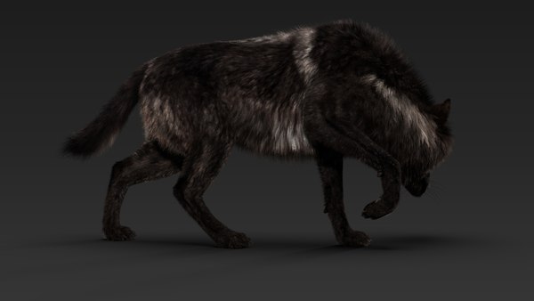 Black timber wolf fur model - TurboSquid 1586452