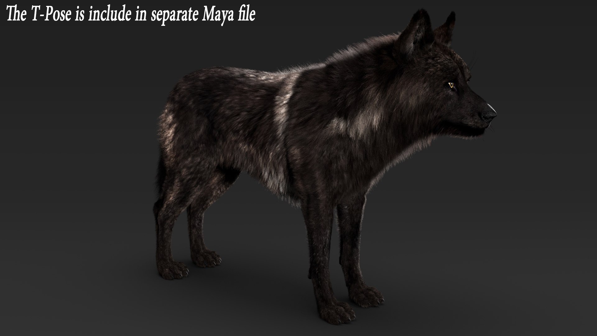 Black timber wolf fur model - TurboSquid 1586452