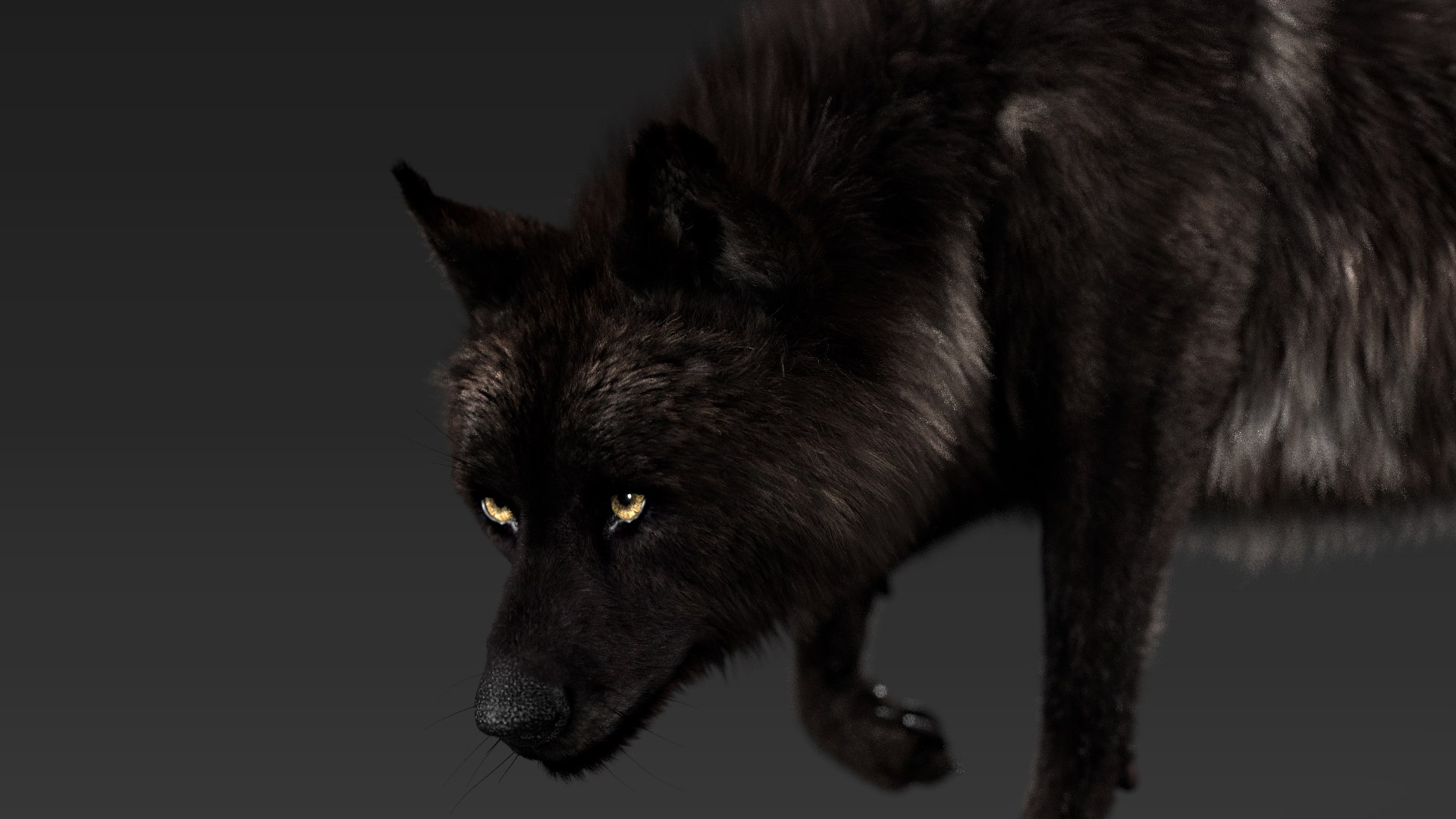 Black Timber Wolf Fur Model - TurboSquid 1586452