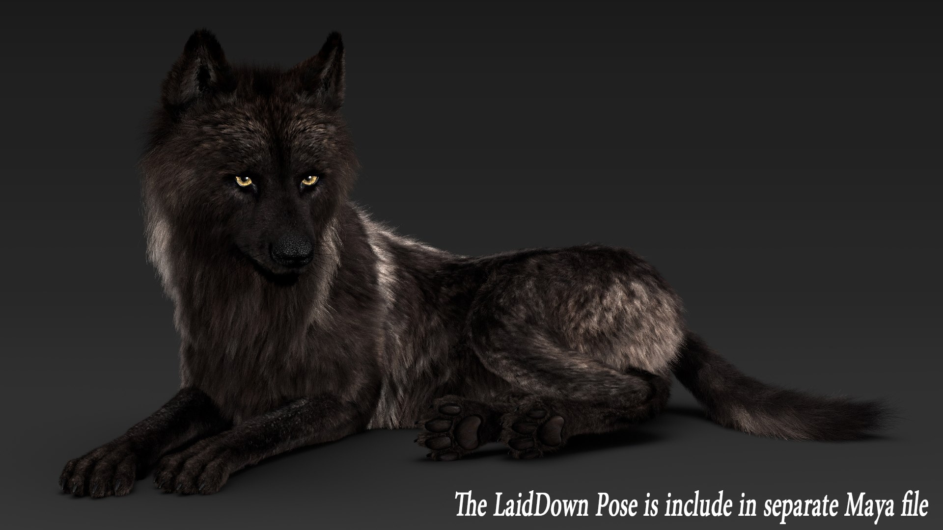 Black timber wolf fur model - TurboSquid 1586452