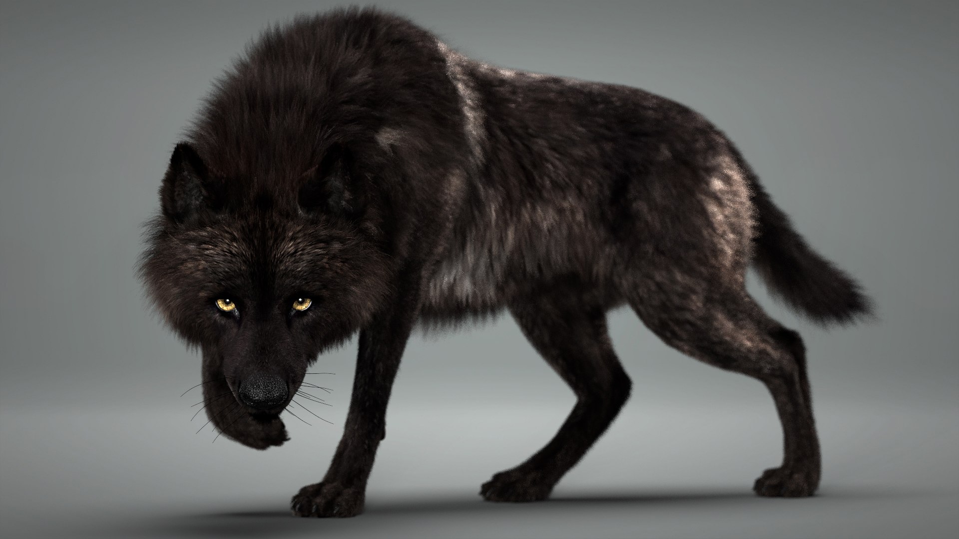 Black Timber Wolf Fur Model - TurboSquid 1586452