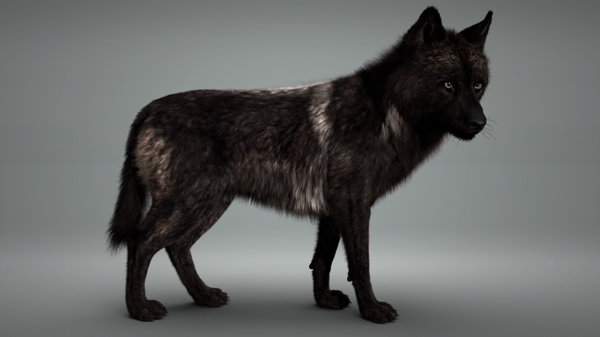 Black timber wolf fur model - TurboSquid 1586452