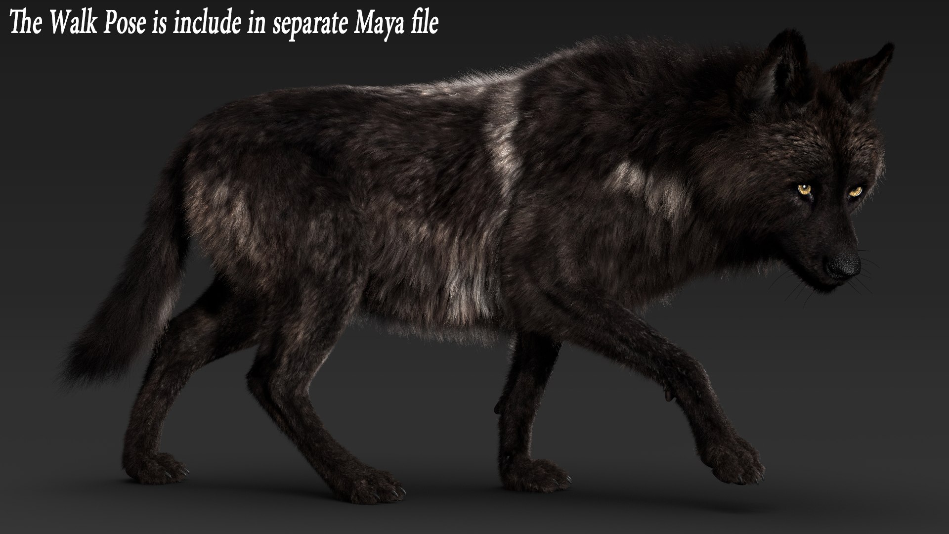 Black timber wolf fur model - TurboSquid 1586452