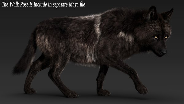 Black timber wolf fur model - TurboSquid 1586452