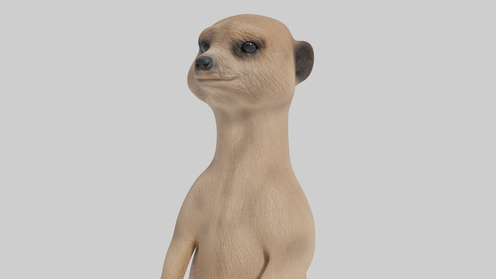 3D Meerkat Model Model - TurboSquid 1906206
