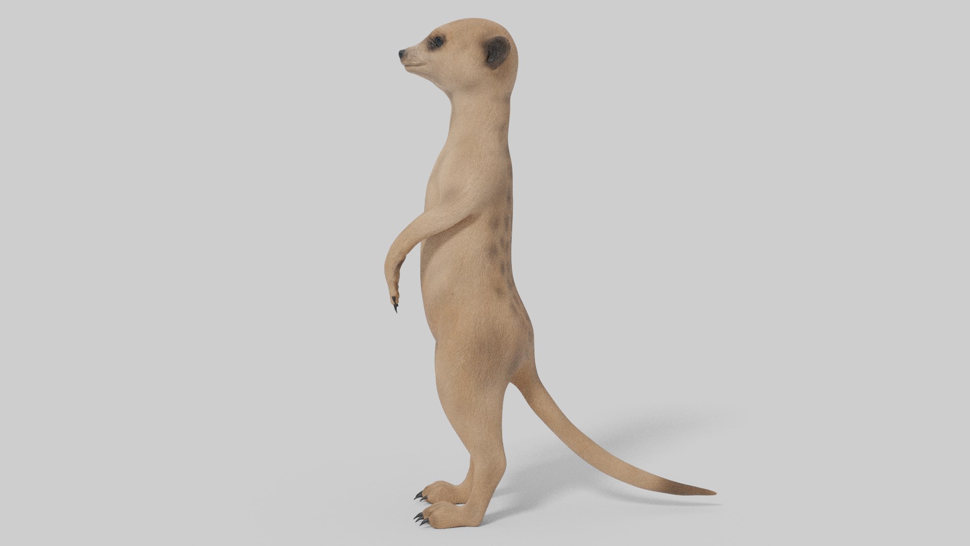 3D Meerkat Model Model - TurboSquid 1906206