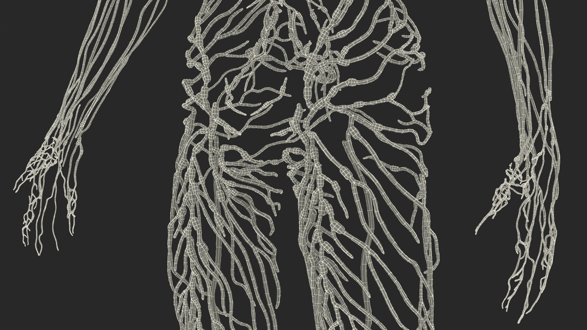 3D human lymphatic body - TurboSquid 1461706