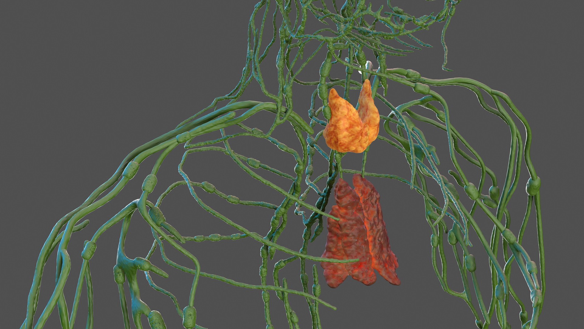 3D human lymphatic body - TurboSquid 1461706