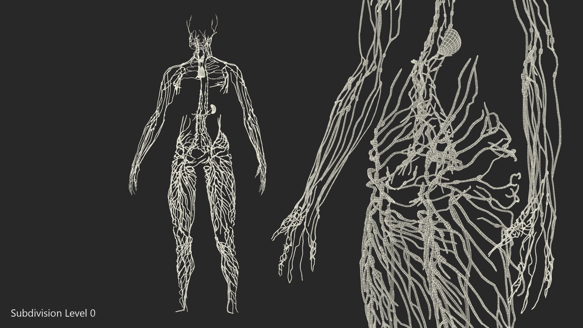 3D human lymphatic body - TurboSquid 1461706