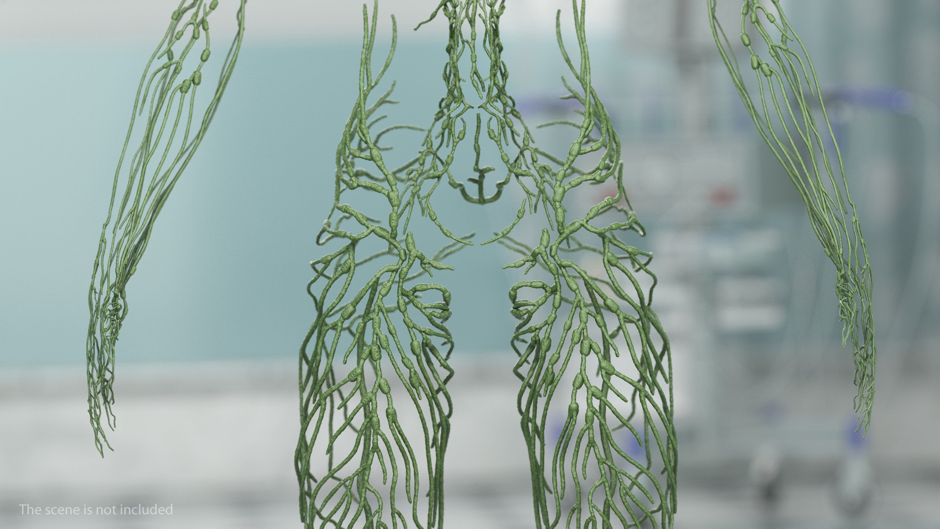 3D human lymphatic body - TurboSquid 1461706