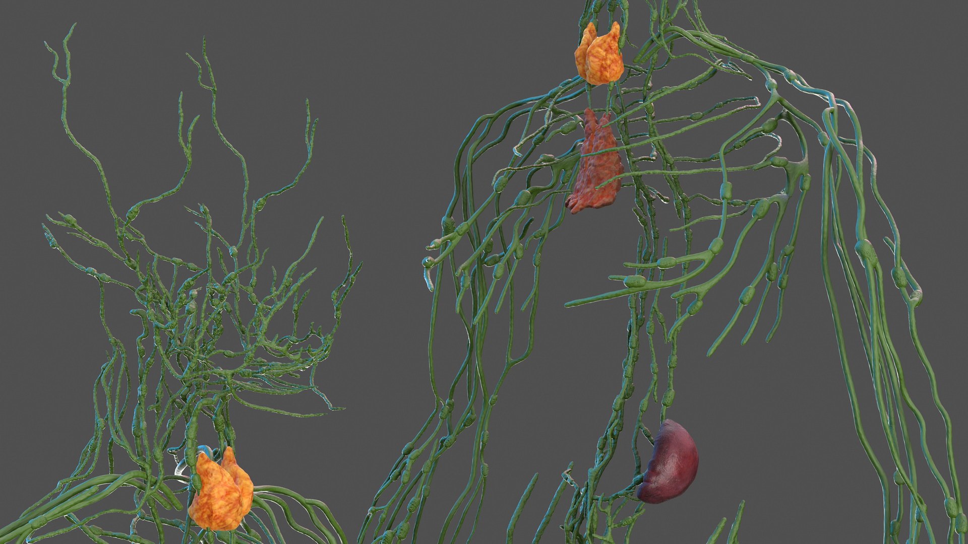 3D human lymphatic body - TurboSquid 1461706