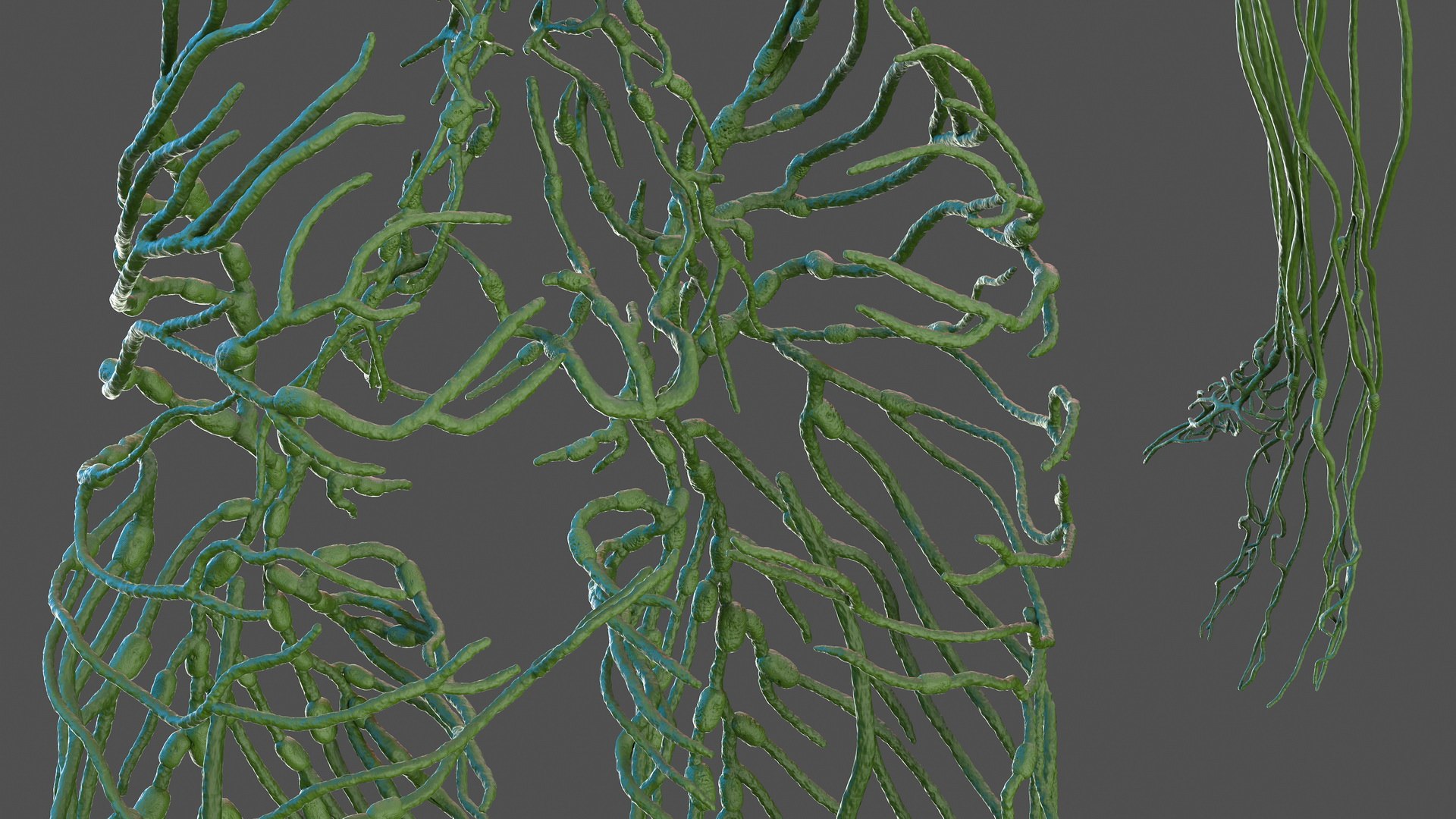 3D human lymphatic body - TurboSquid 1461706