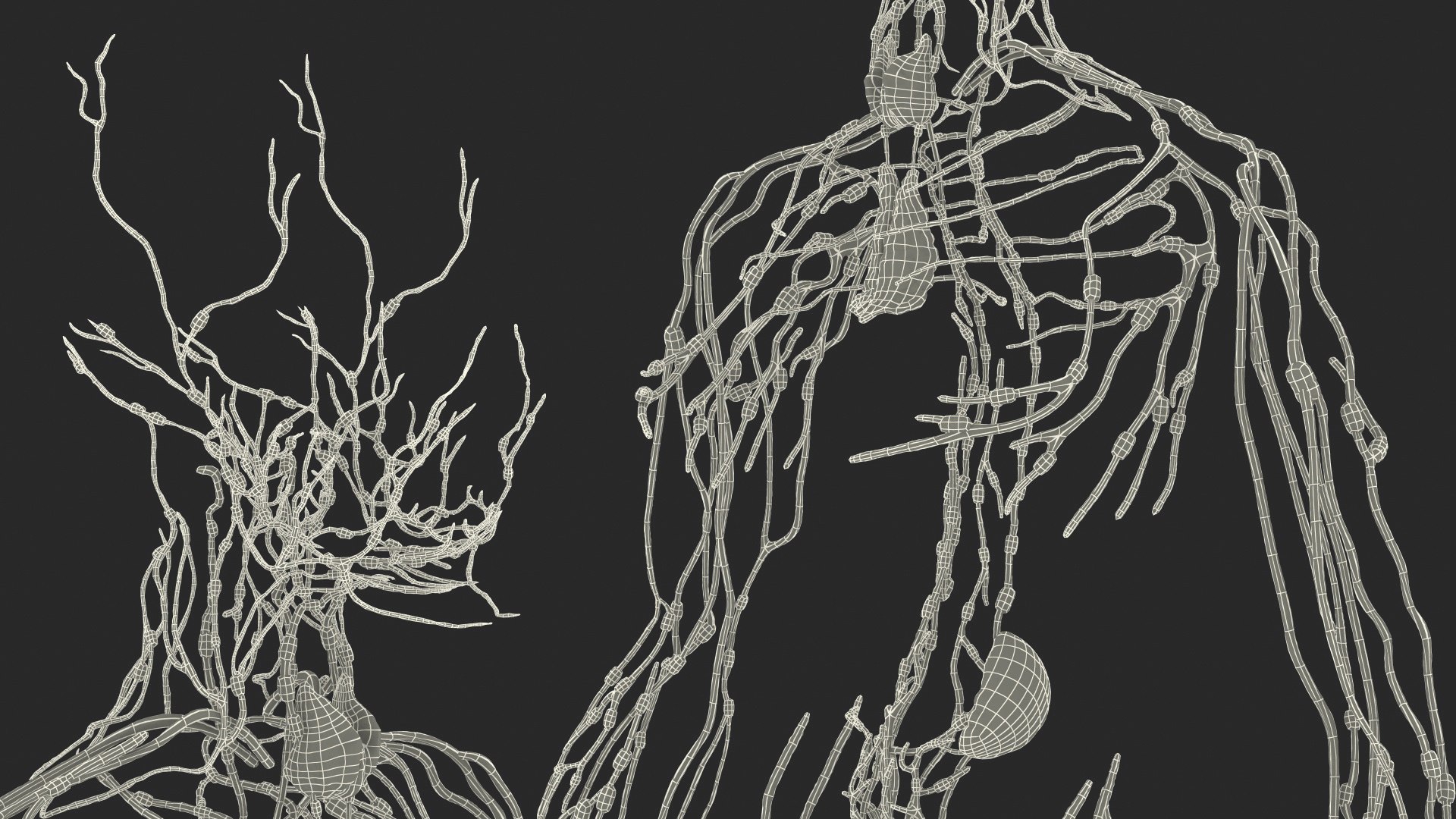 3D human lymphatic body - TurboSquid 1461706