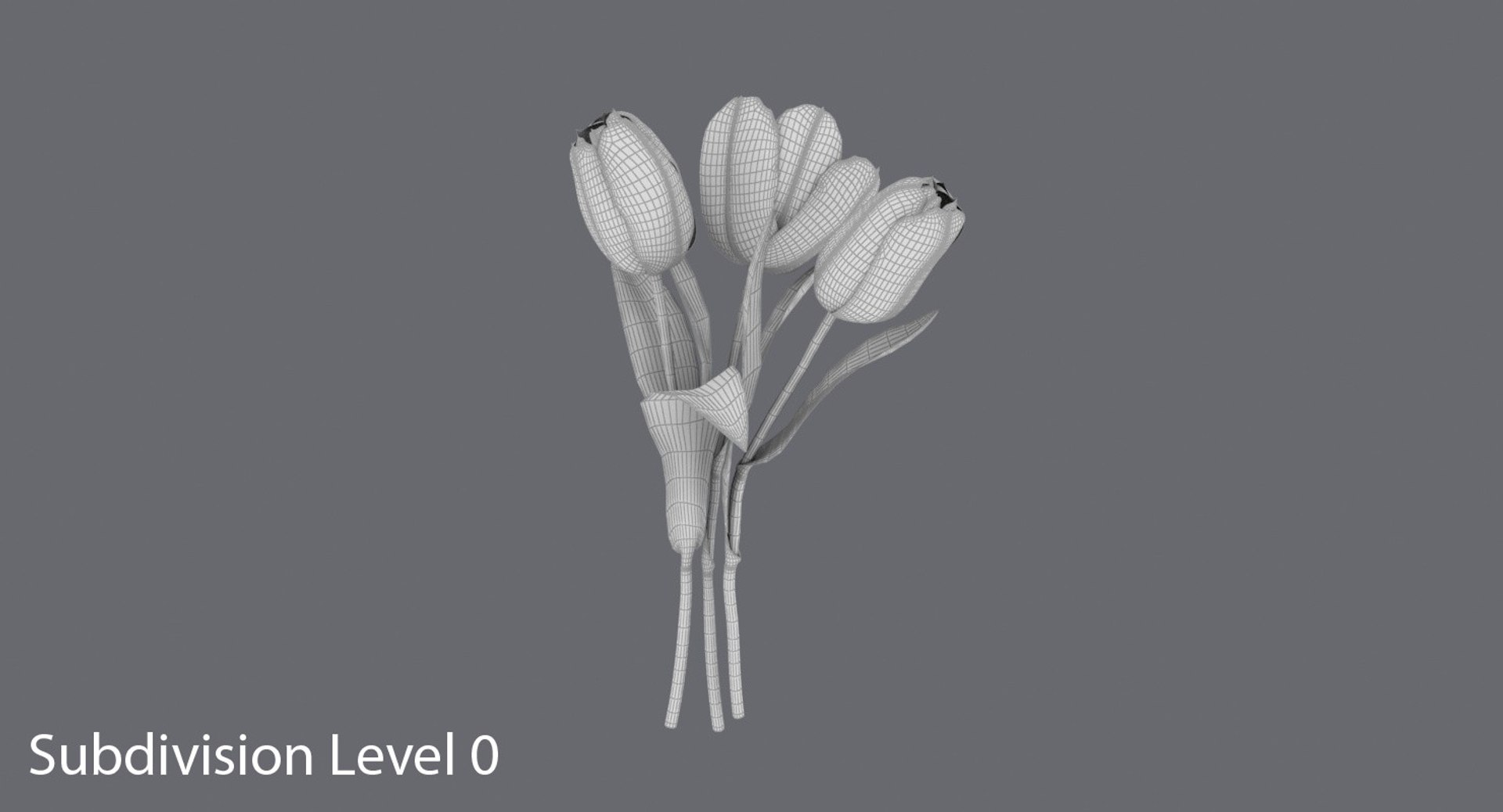 tulips max