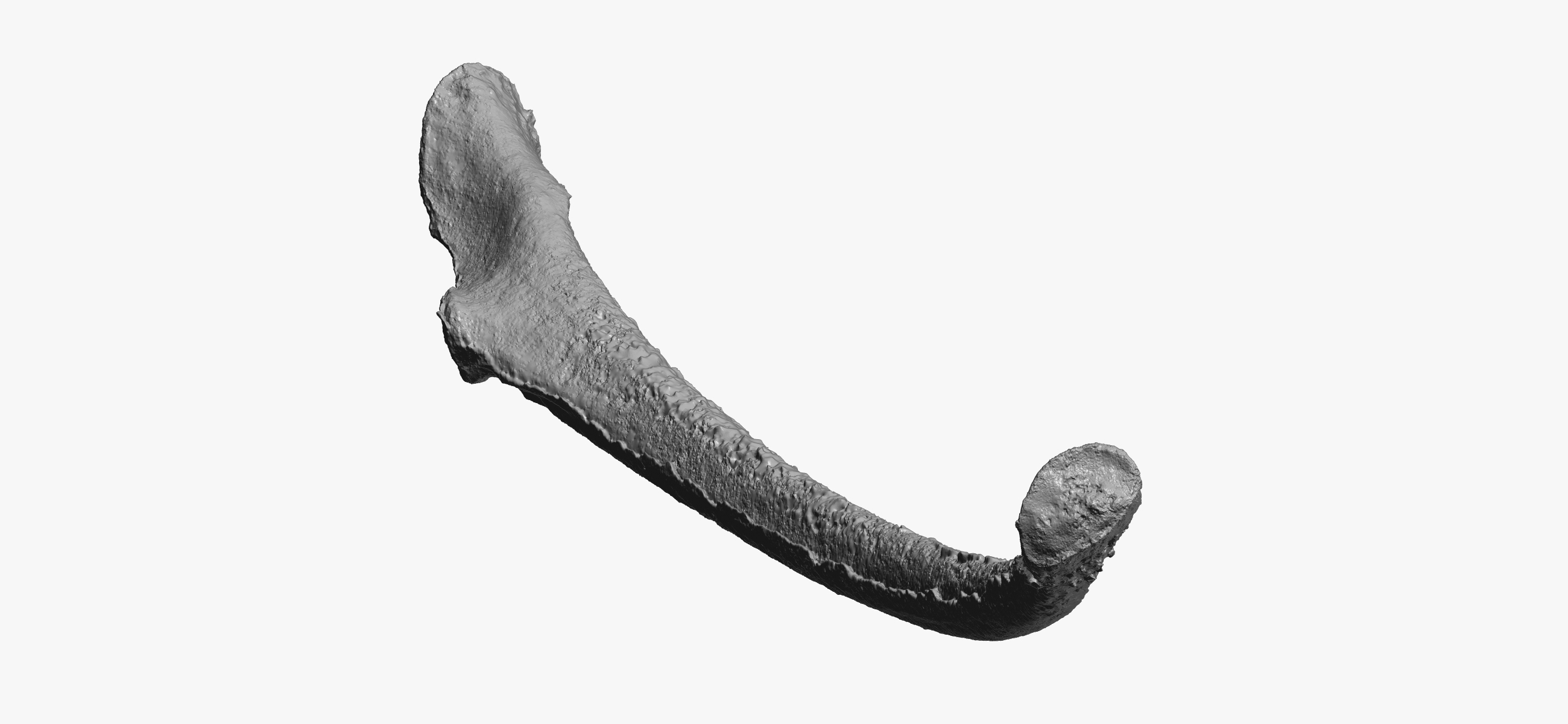 3D Kangaroo Red-necked Wallaby (Macropus rufogriseus) Rib T13 RAW Scan ...