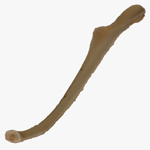 3D Kangaroo Red-necked Wallaby (Macropus rufogriseus) Rib T13 RAW Scan ...