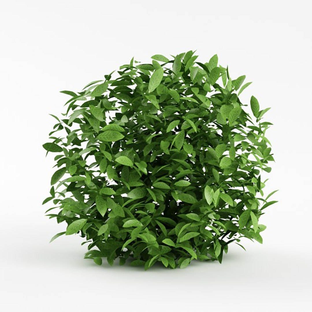 3d Model Bush